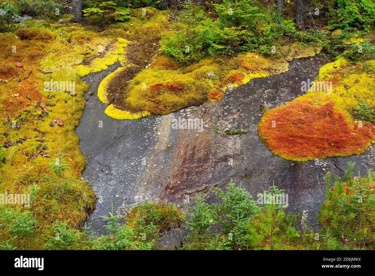 Colorful moss hi-res stock photography and images - Alamy