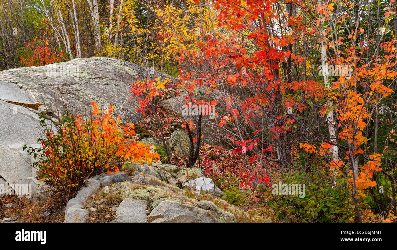 Fall foliage color in the rocks near Fort Frances, Ontario, Canada ...