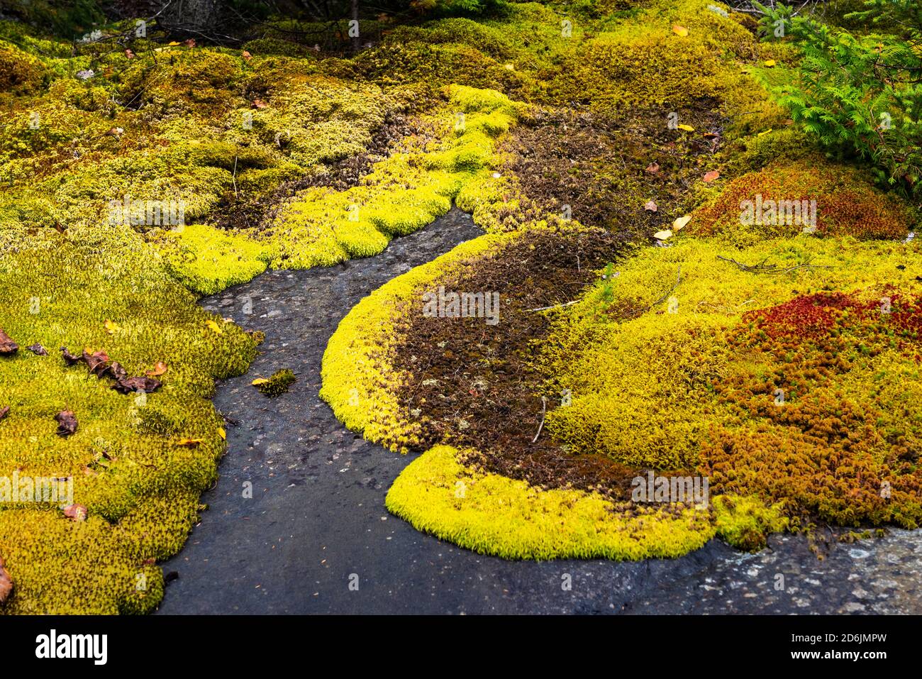 Colorful moss patterns on the rocks near Fort Frances, Ontario, Canada ...
