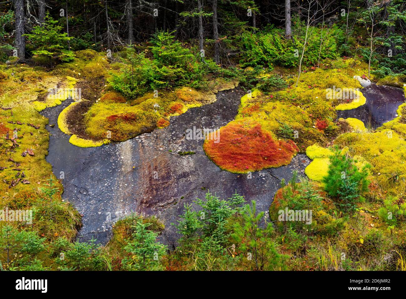 Colorful moss patterns on the rocks near Fort Frances, Ontario, Canada ...