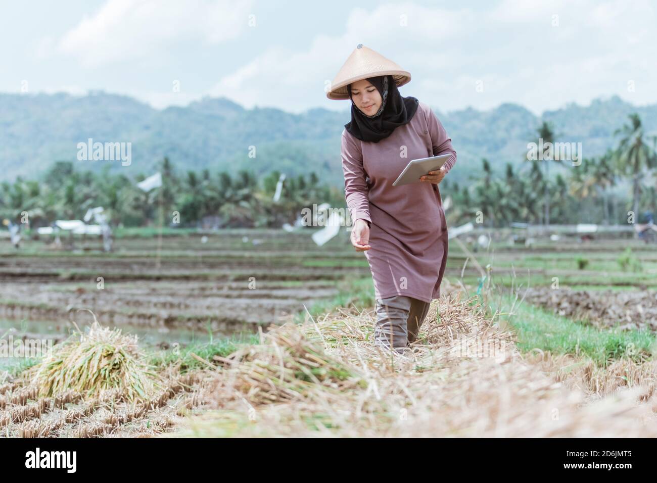Modern female farmers using tablets to market the rice harvested in the ...