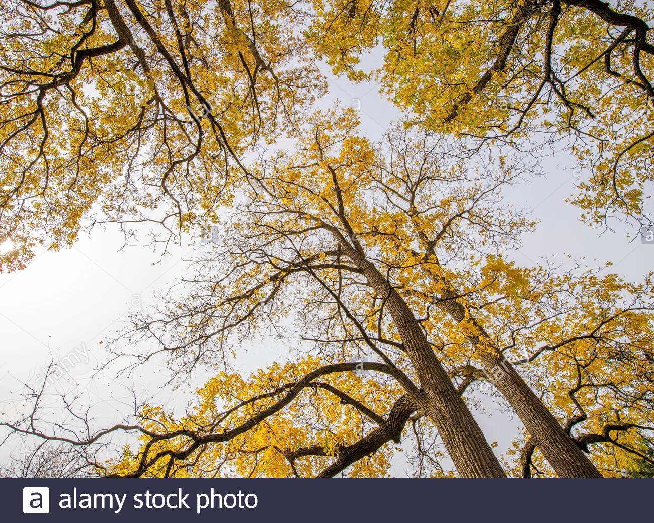 Walnut Tree Colours High Resolution Stock Photography and Images - Alamy