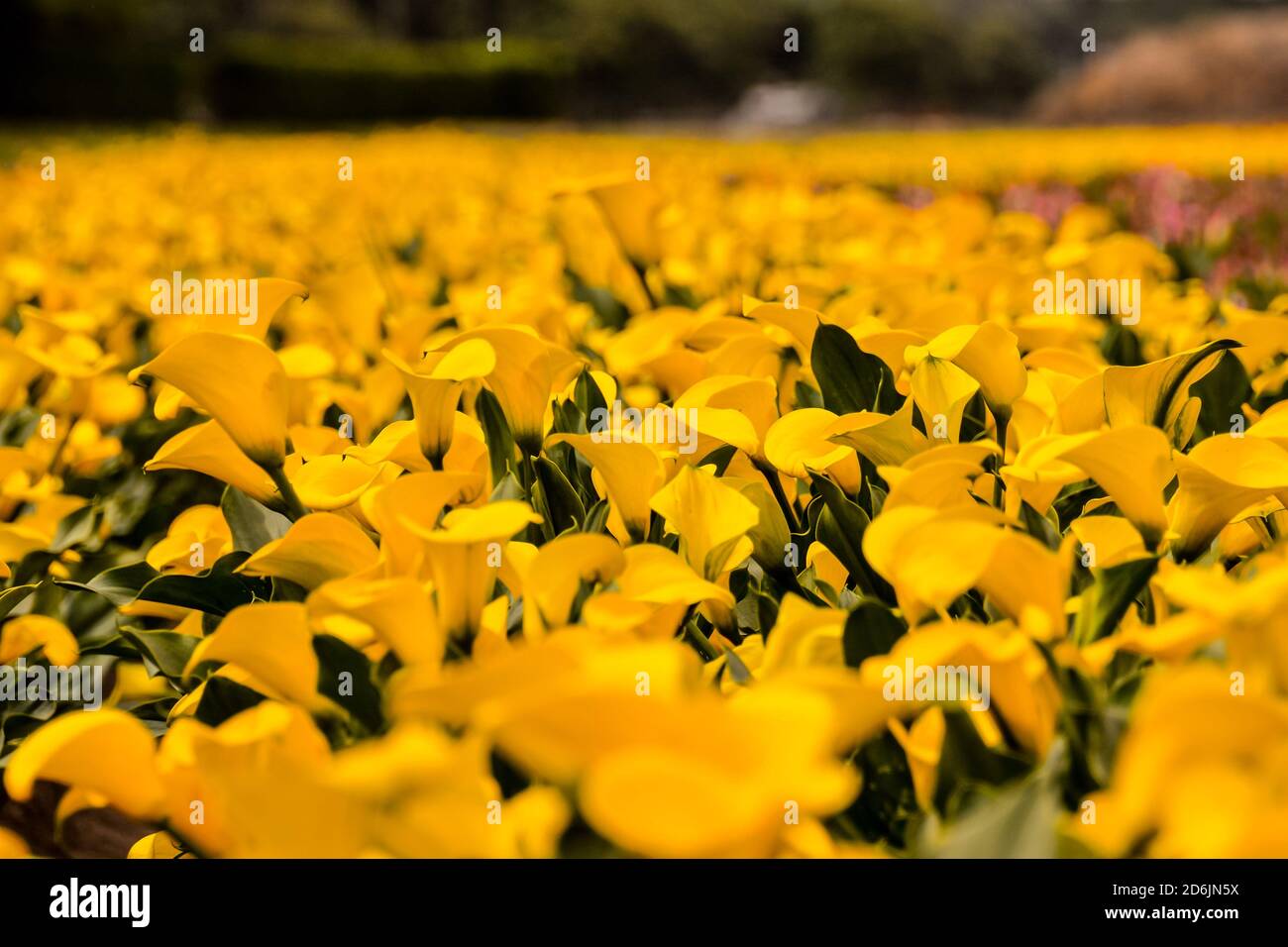 Calla garden field cultivation Stock Photo - Alamy