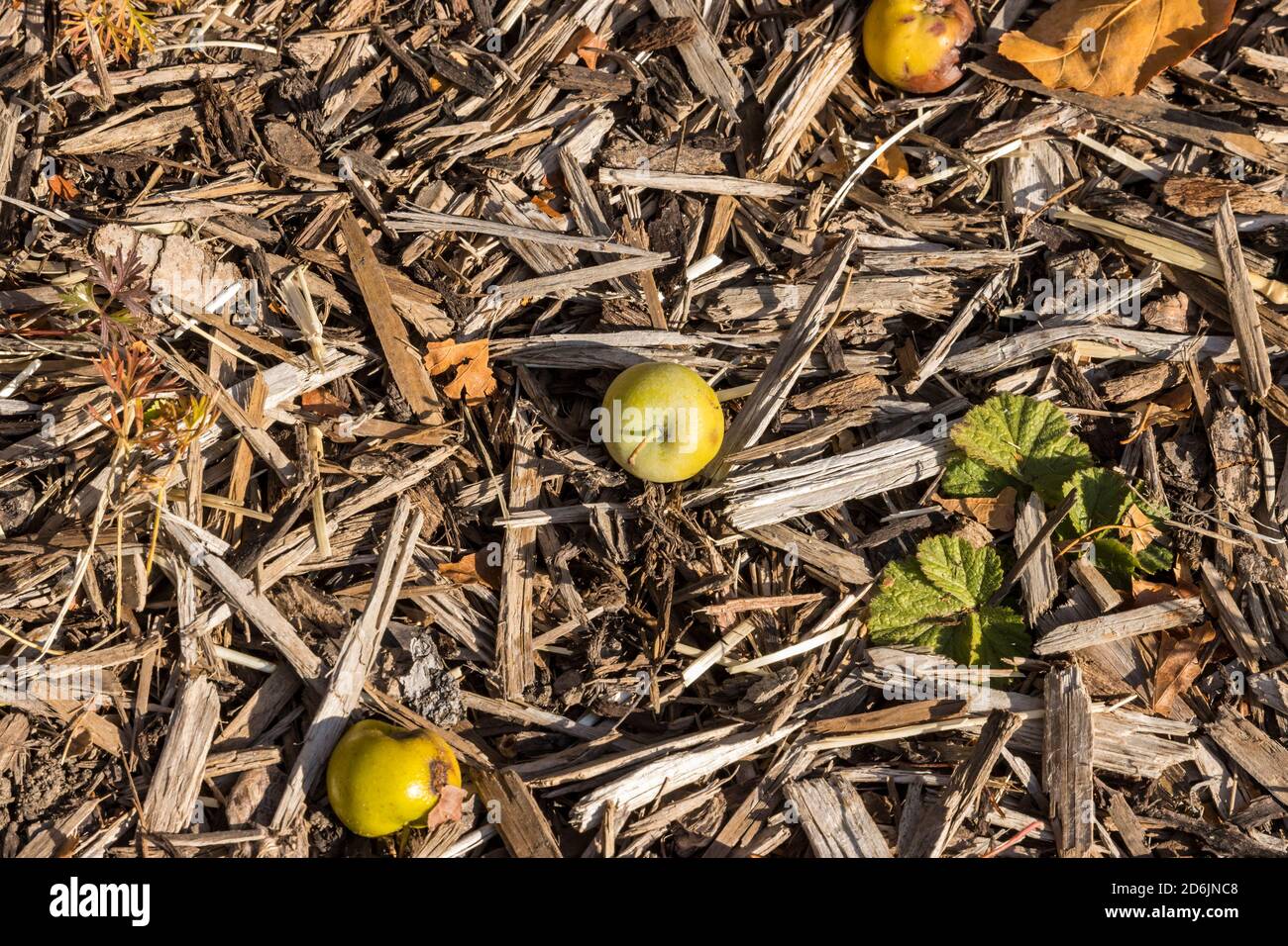 Newly fallen apple on a ground covered with sticks and other rotting ...