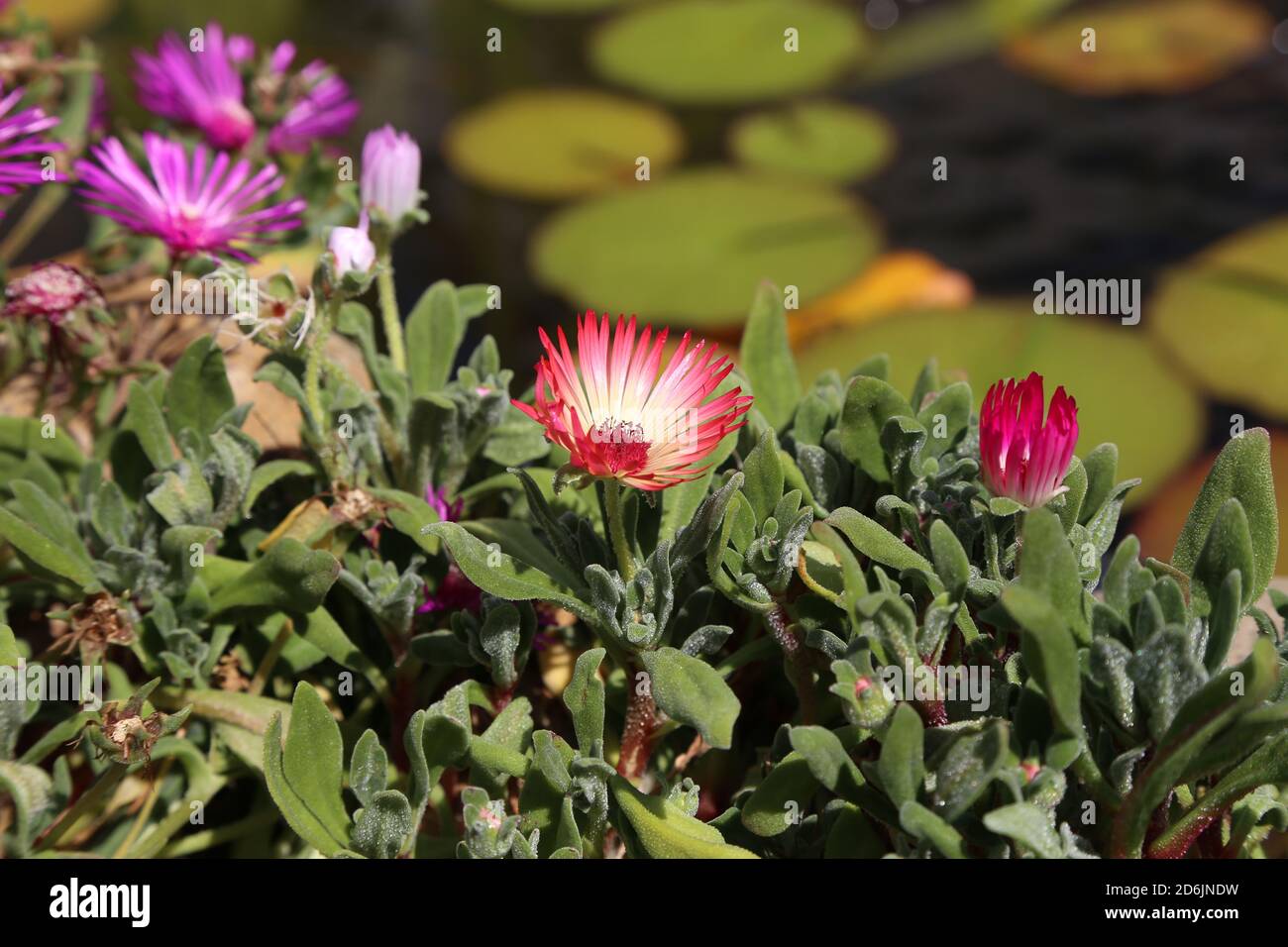 Selective focus of the beautiful Livingstone daisy flowers in the ...