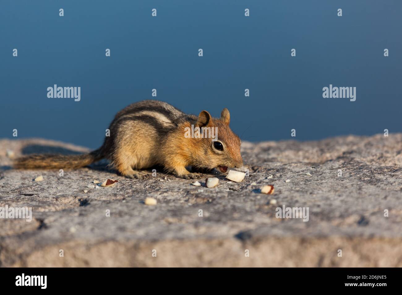 A cute little chipmunk sits on a masonry rock wall and eats pieces of ...