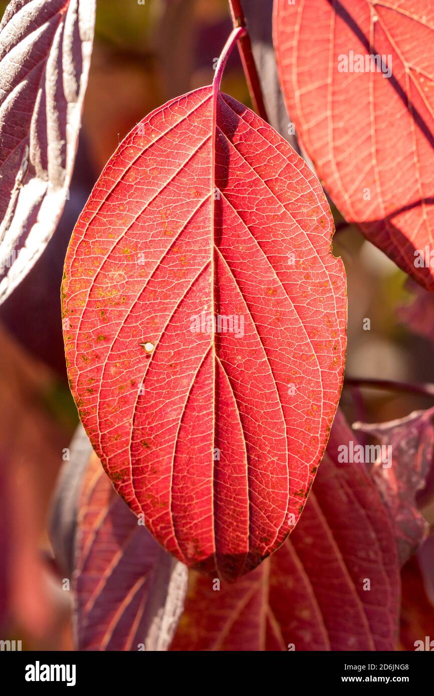 Brilliant backlit long red fall leaves with dark veins Stock Photo - Alamy