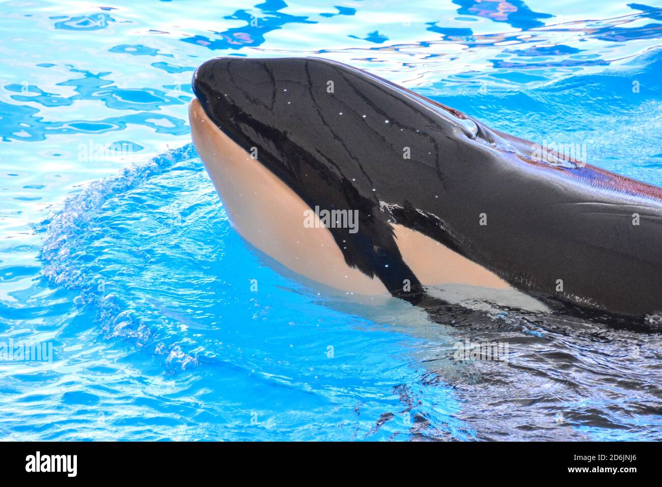 Mammal Orca Killer Whale Fish Stock Photo - Alamy