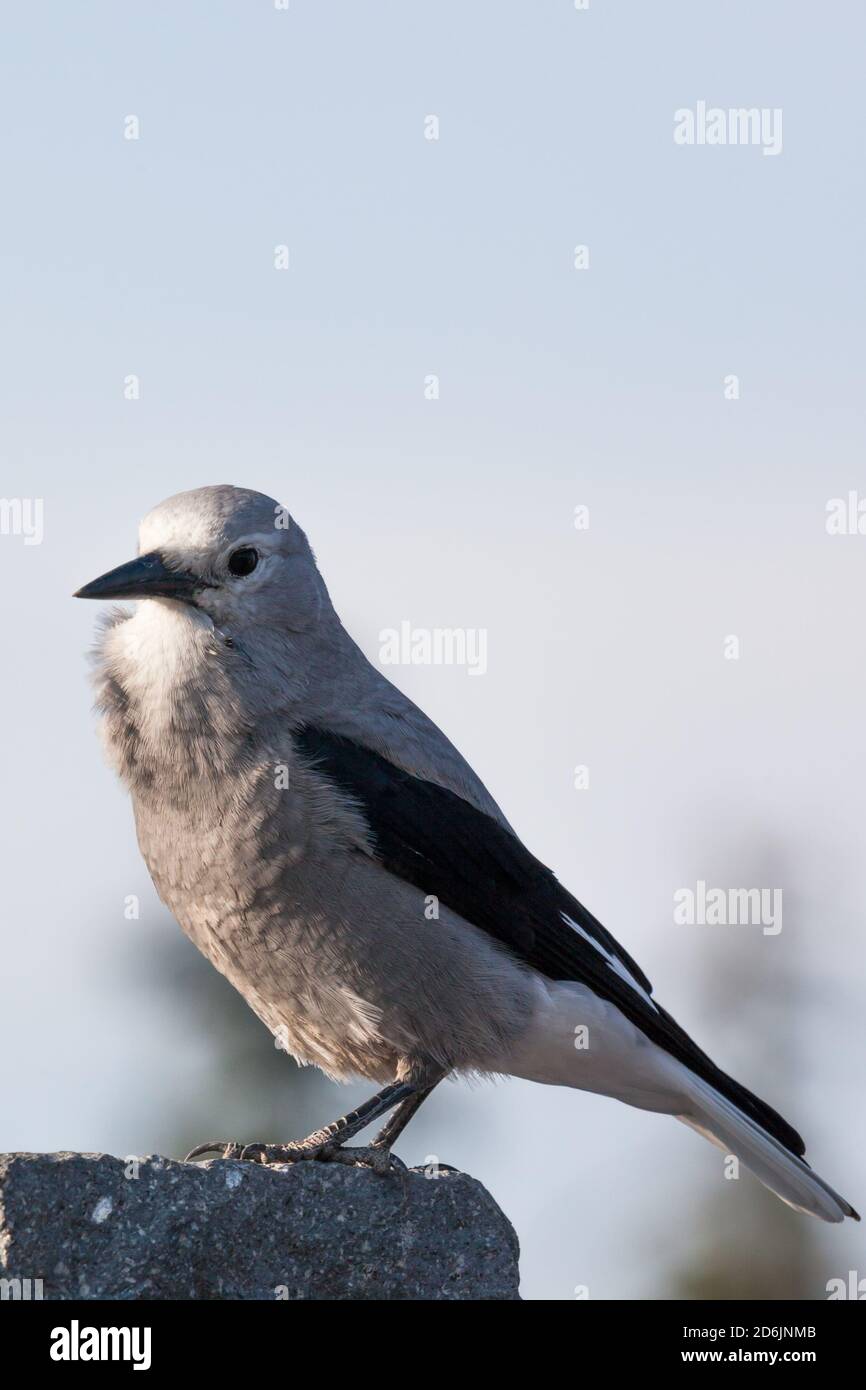 A grey and black Clark's Nut Cracker bird sits on a rock near a park ...