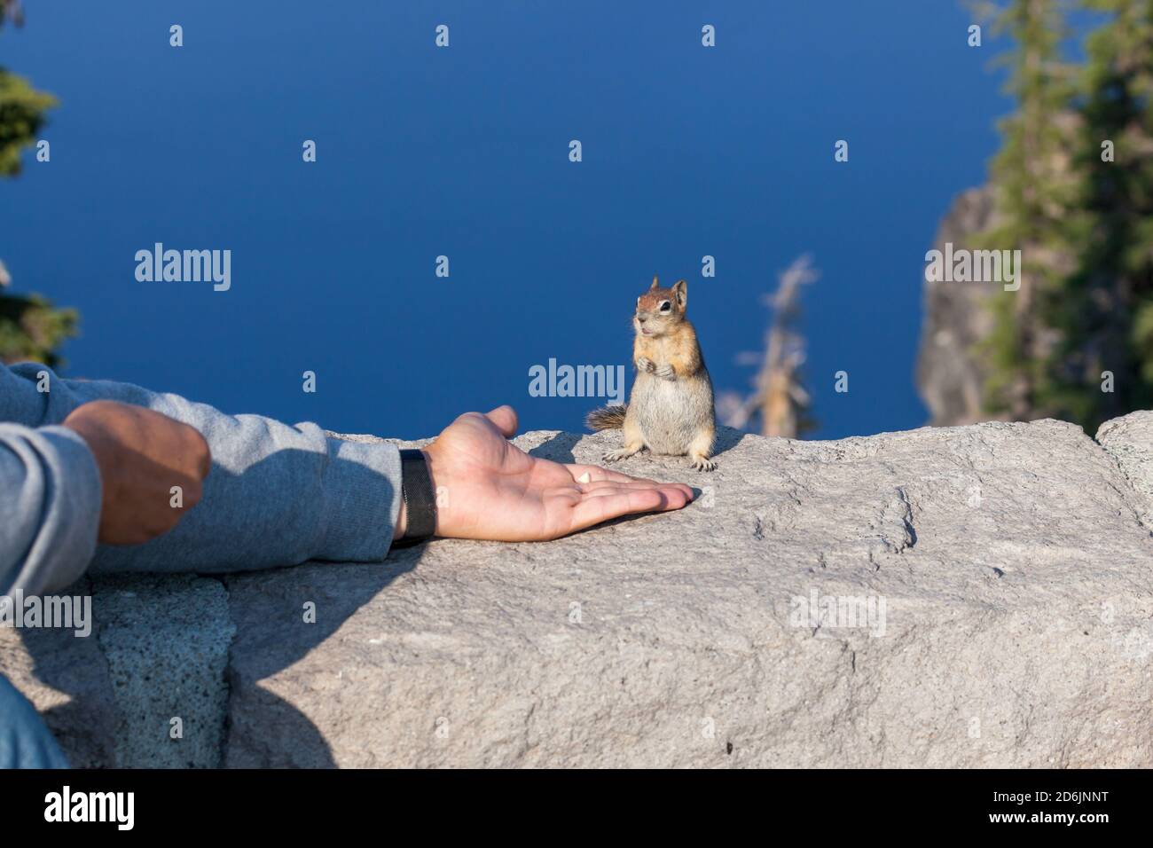 A tourist hand feeds nuts to a begging chipmunk sitting on a rock wall with the deep blue Crater ...