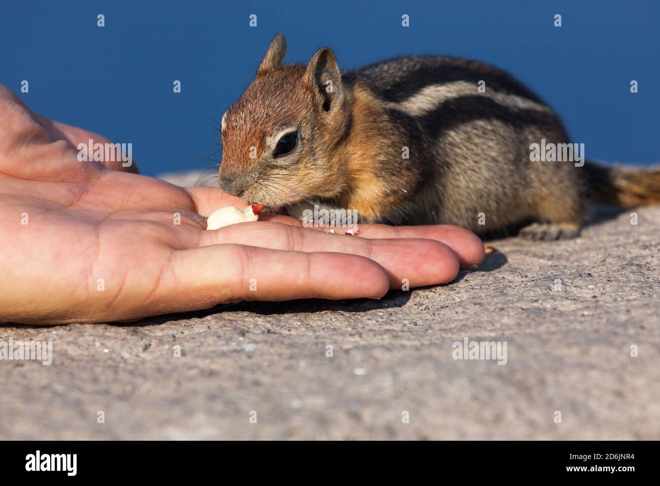 A tourist hand feeds nuts to a begging chipmunk sitting on a rock wall with the deep blue Crater ...