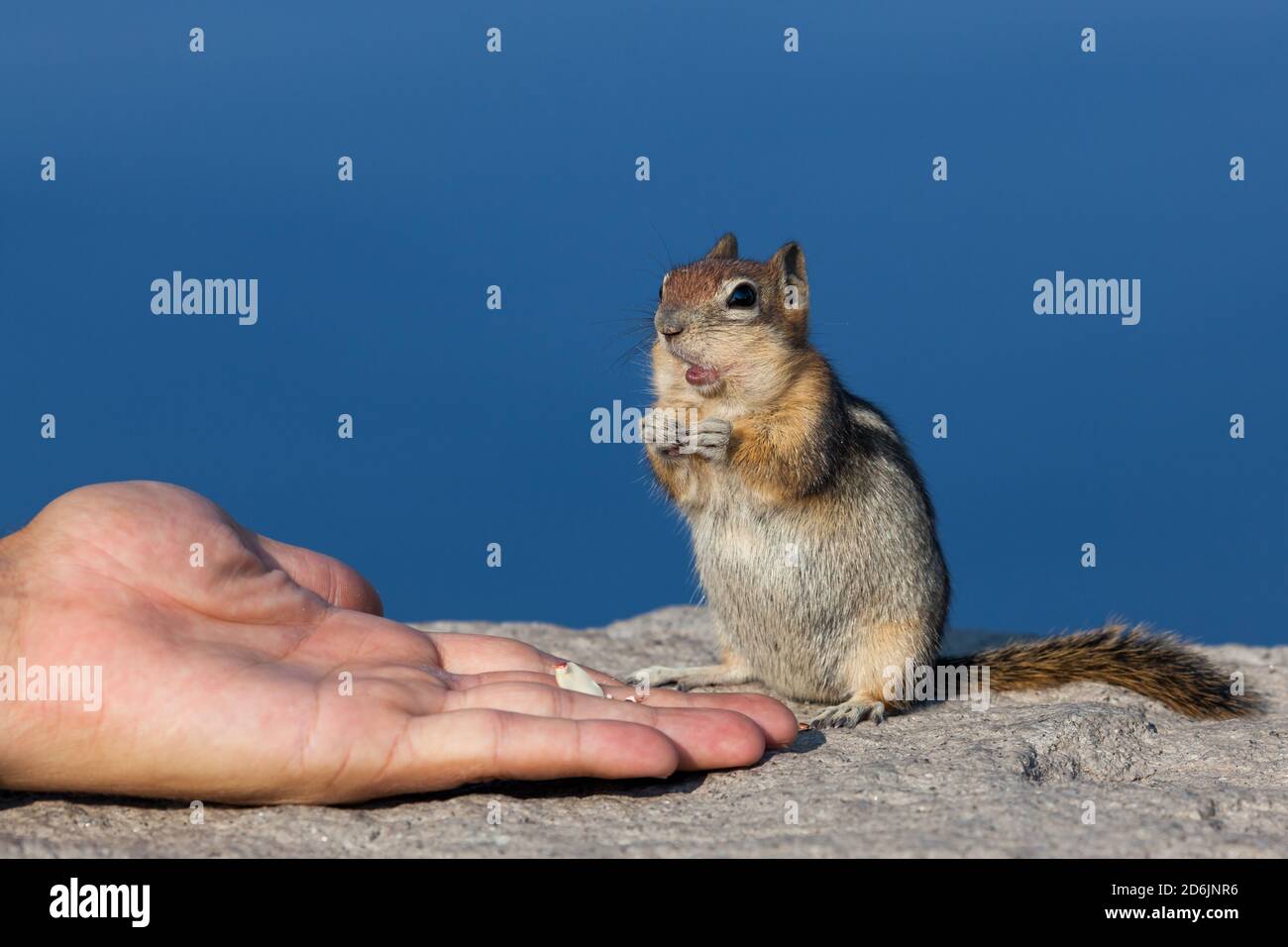 A tourist hand feeds nuts to a begging chipmunk sitting on a rock wall with the deep blue Crater ...