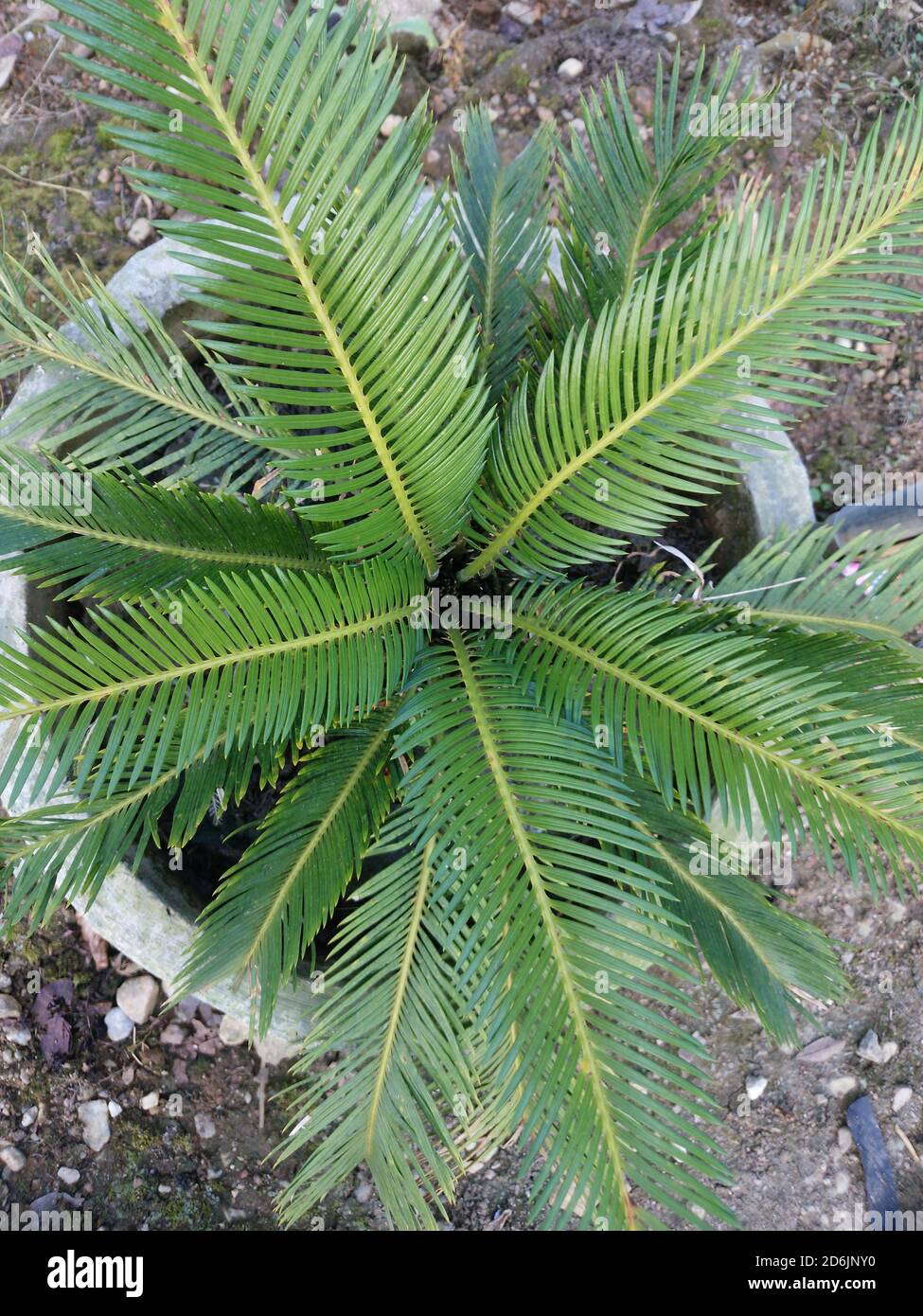 Young Sago Palm High Resolution Stock Photography and Images - Alamy