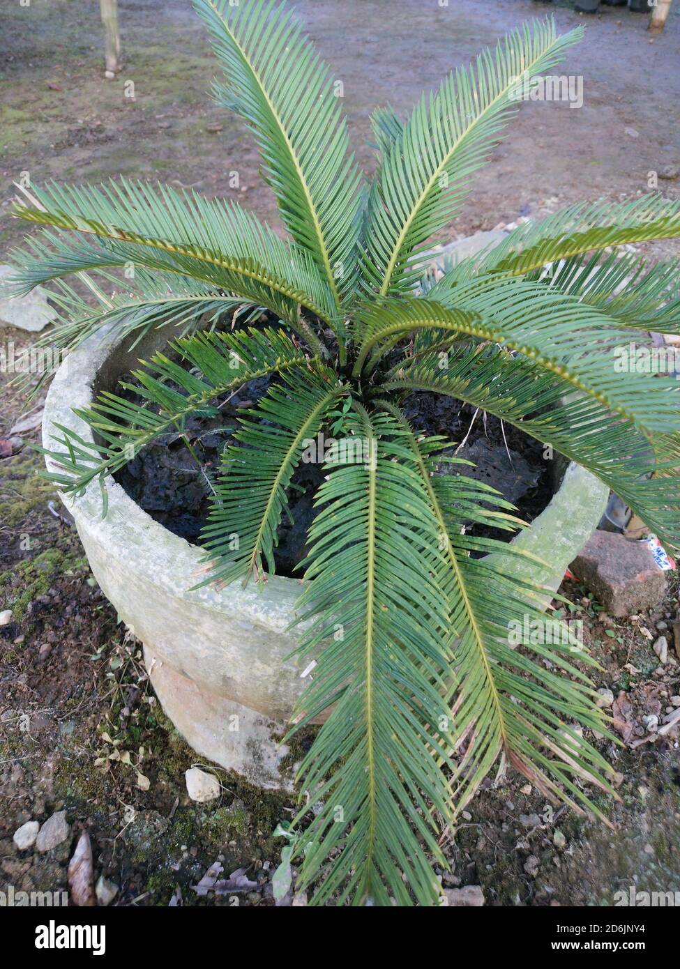 Sago palm in a pot hi-res stock photography and images - Alamy