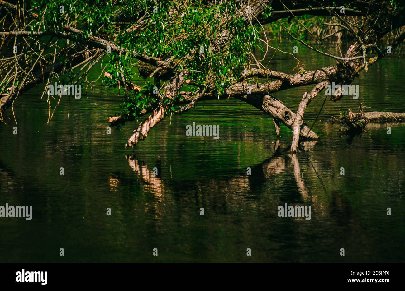Lake with tree branches Stock Photo - Alamy
