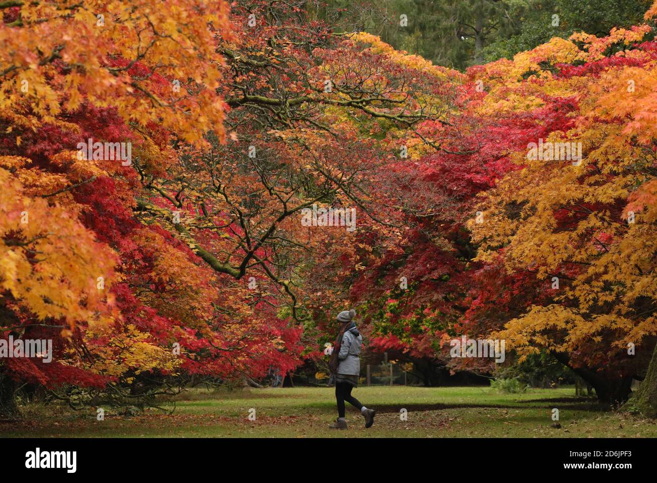 Westonbirt arboretum autumn 2020 hi-res stock photography and images ...