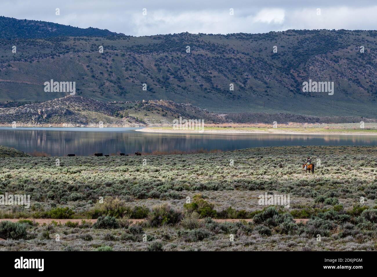 Spring valley cattle basin hi-res stock photography and images - Alamy