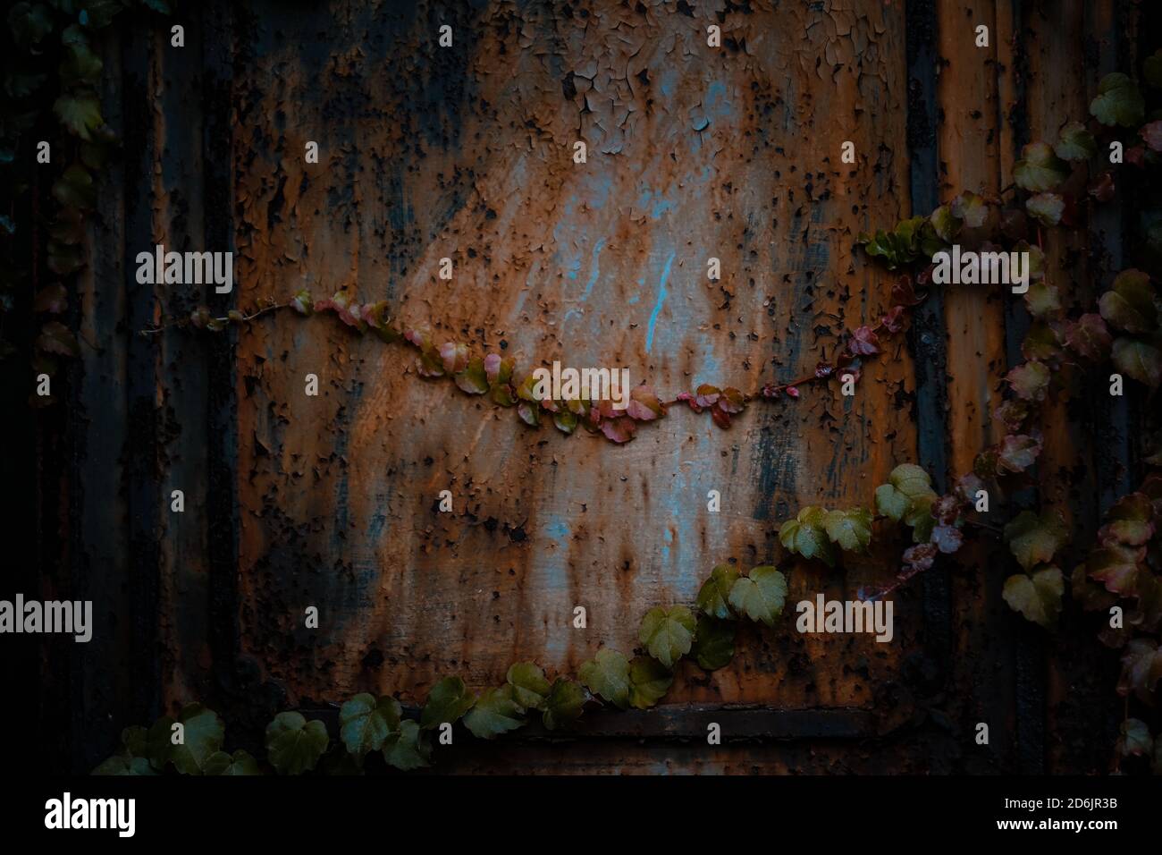 Rustic metal surface with a climbing plant on it Stock Photo - Alamy