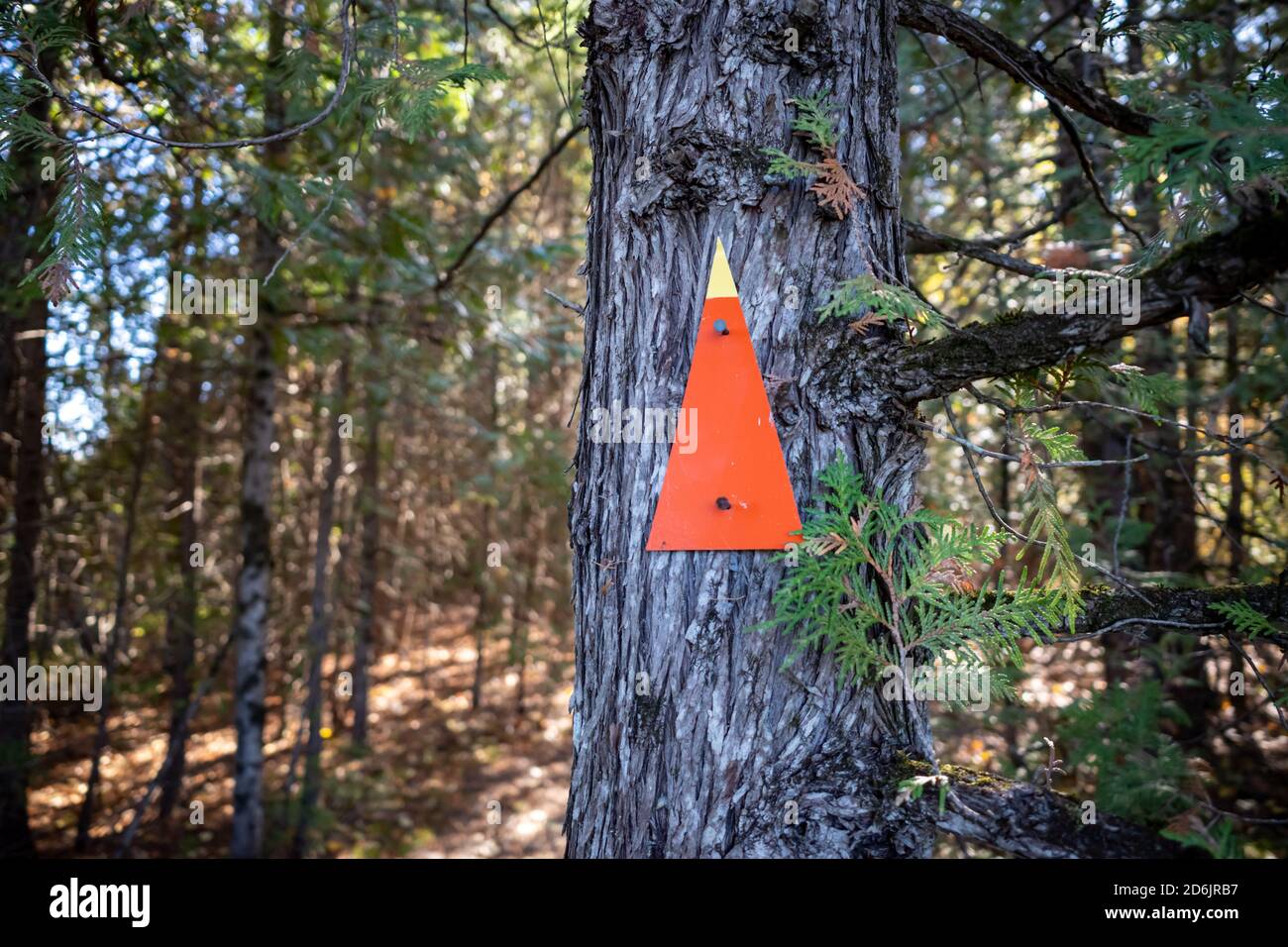 An orange arrow trail marker is nailed to a tree and points straight ...