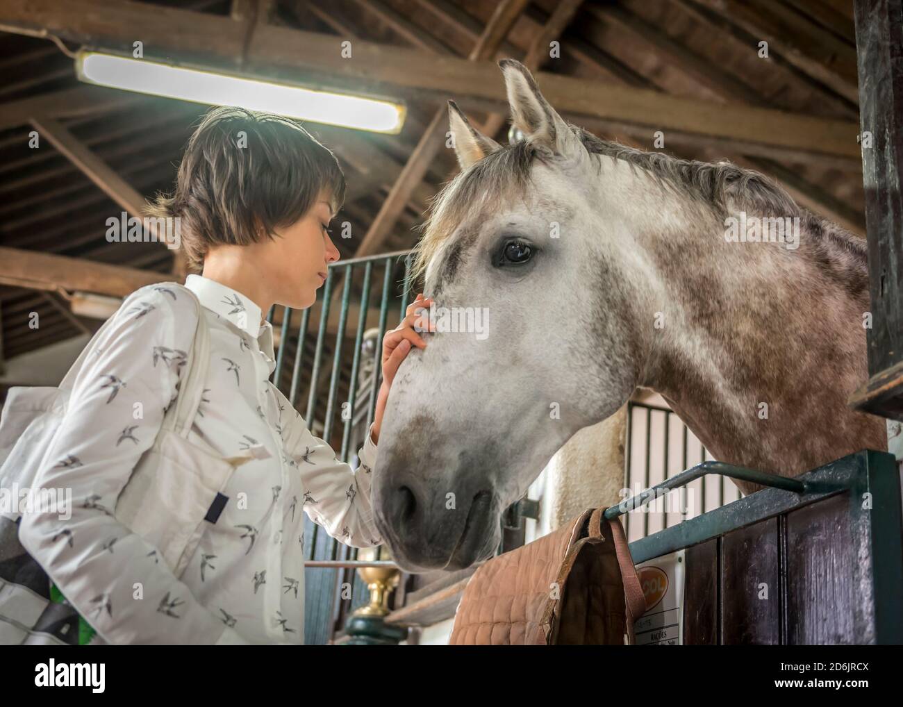 The girl getting familiar with the horse Stock Photo - Alamy