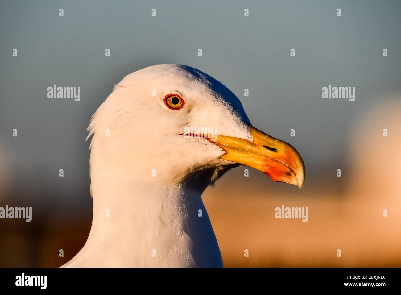 portrait of seagull, photo as background Stock Photo - Alamy