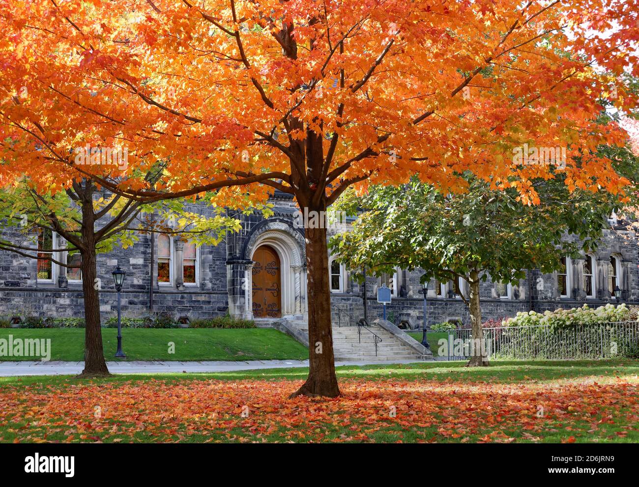 Maple tree with glorious fall colors in front of gothic style stone ...