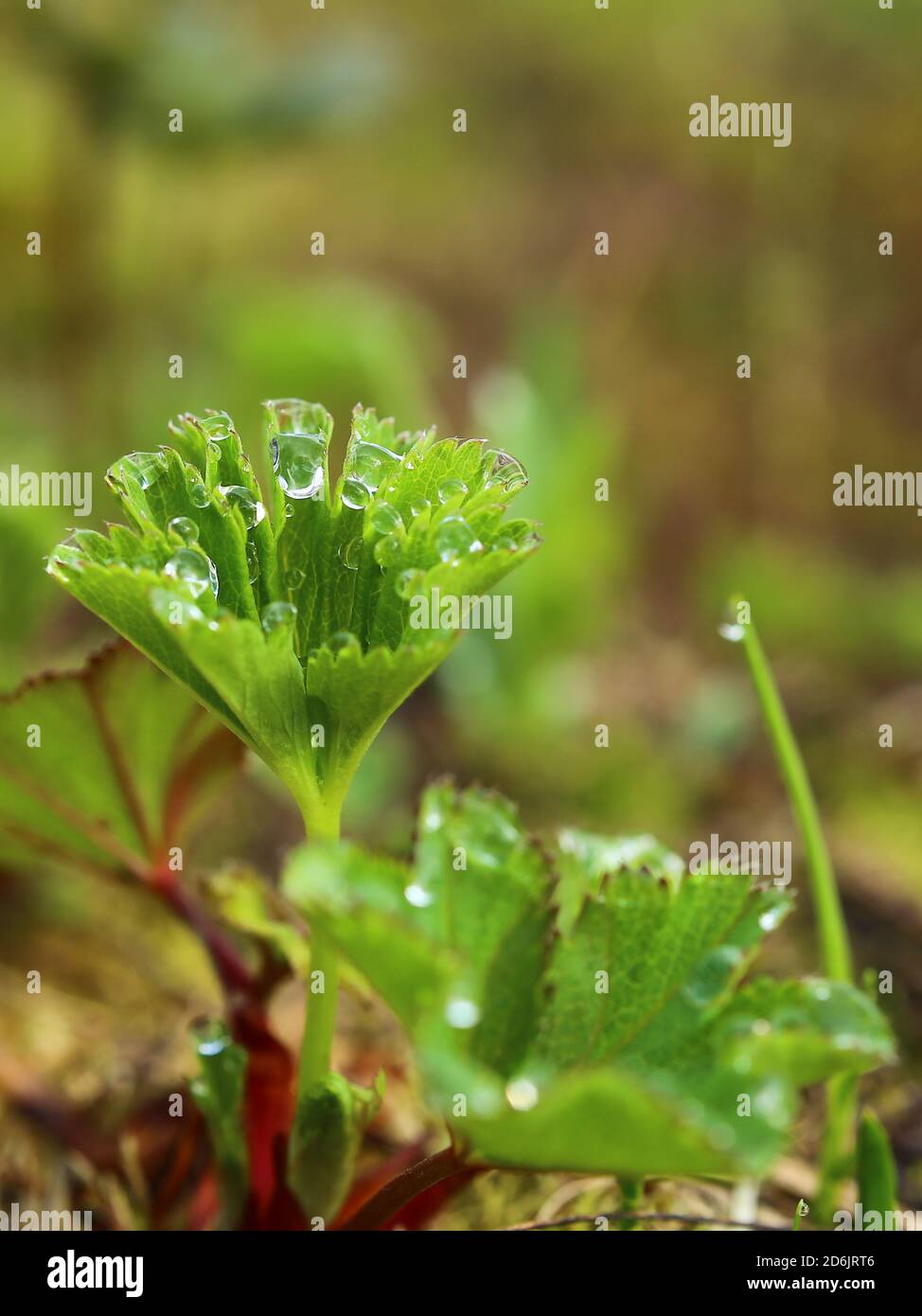 Species alchemilla hi-res stock photography and images - Alamy