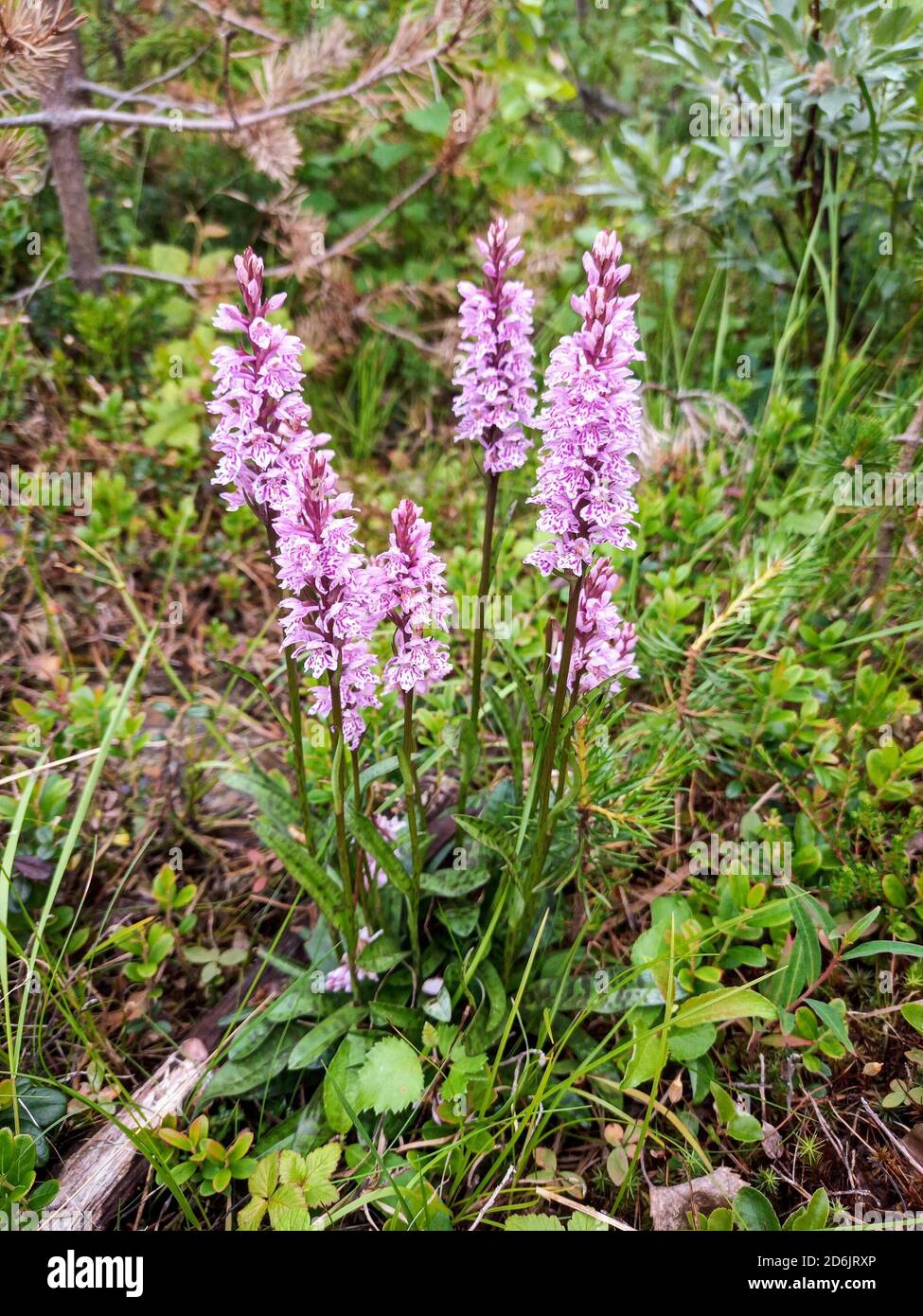 The flowering heath spotted orchid, or Dactylorhiza maculata Stock ...