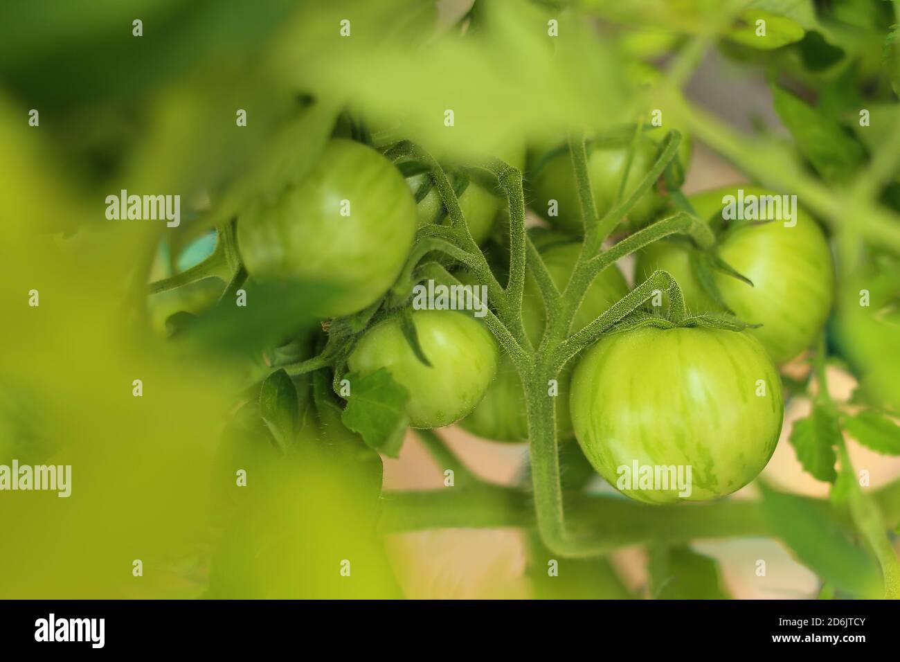 Tigerella Tomato High Resolution Stock Photography and Images - Alamy
