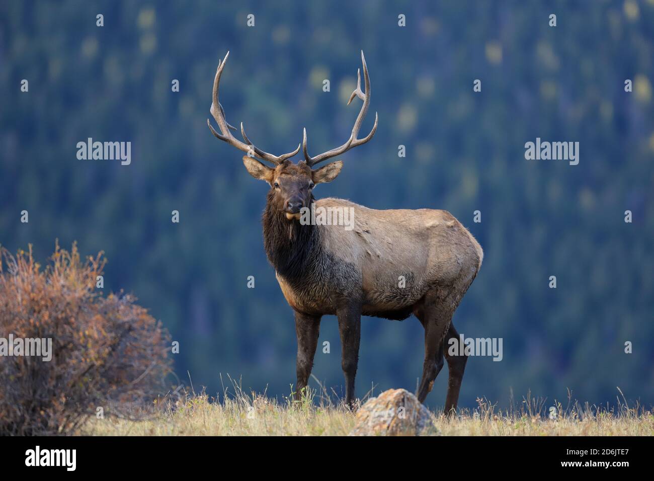 Bull elk in Rocky Mountain National Park with large antlers during the ...