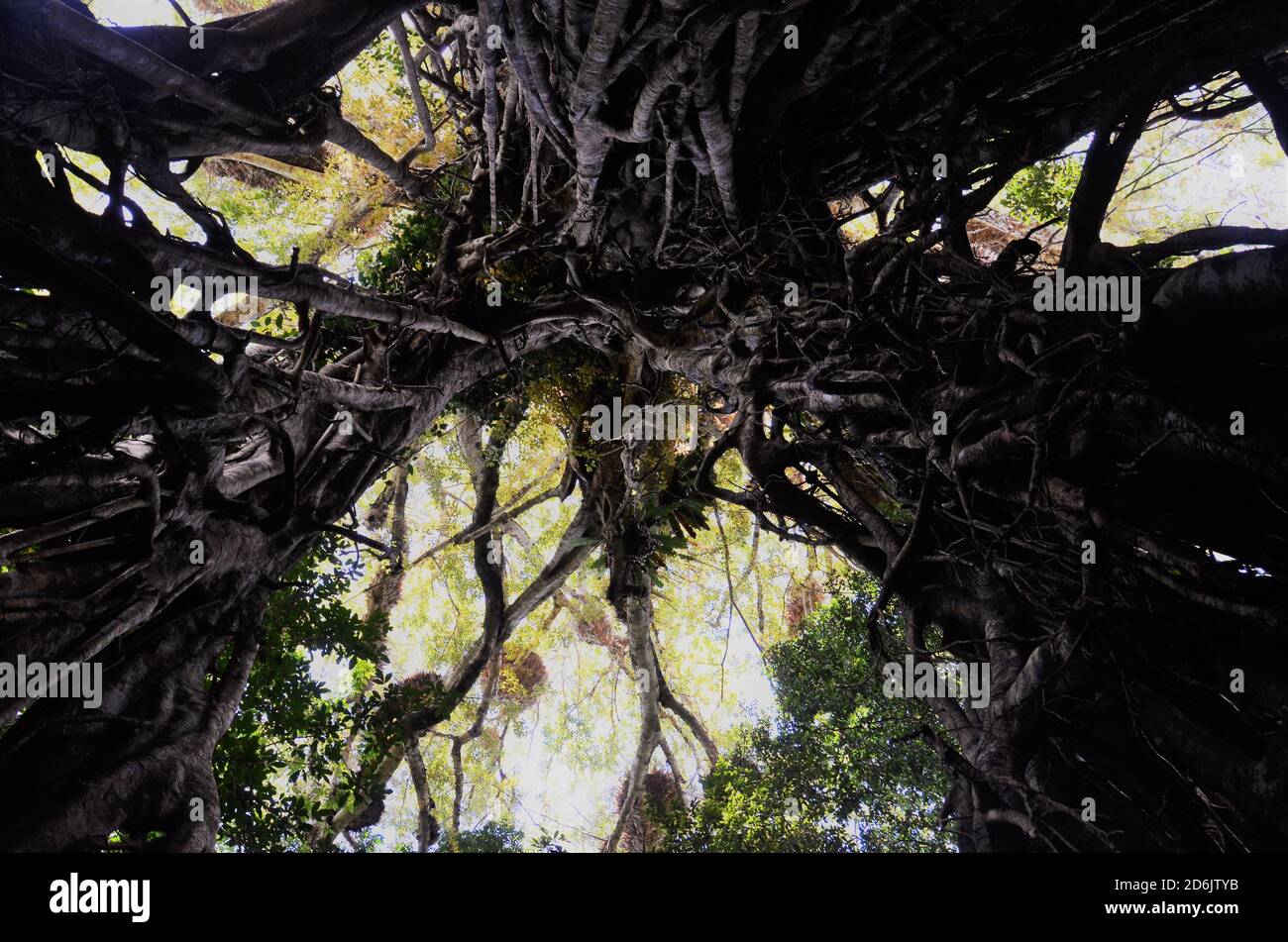 Cathedral fig strangler fig tree hi-res stock photography and images ...