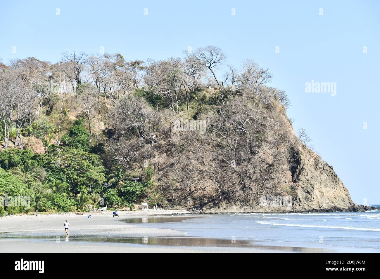 palm tree on the beach in samara nicoya costa rica central america ...