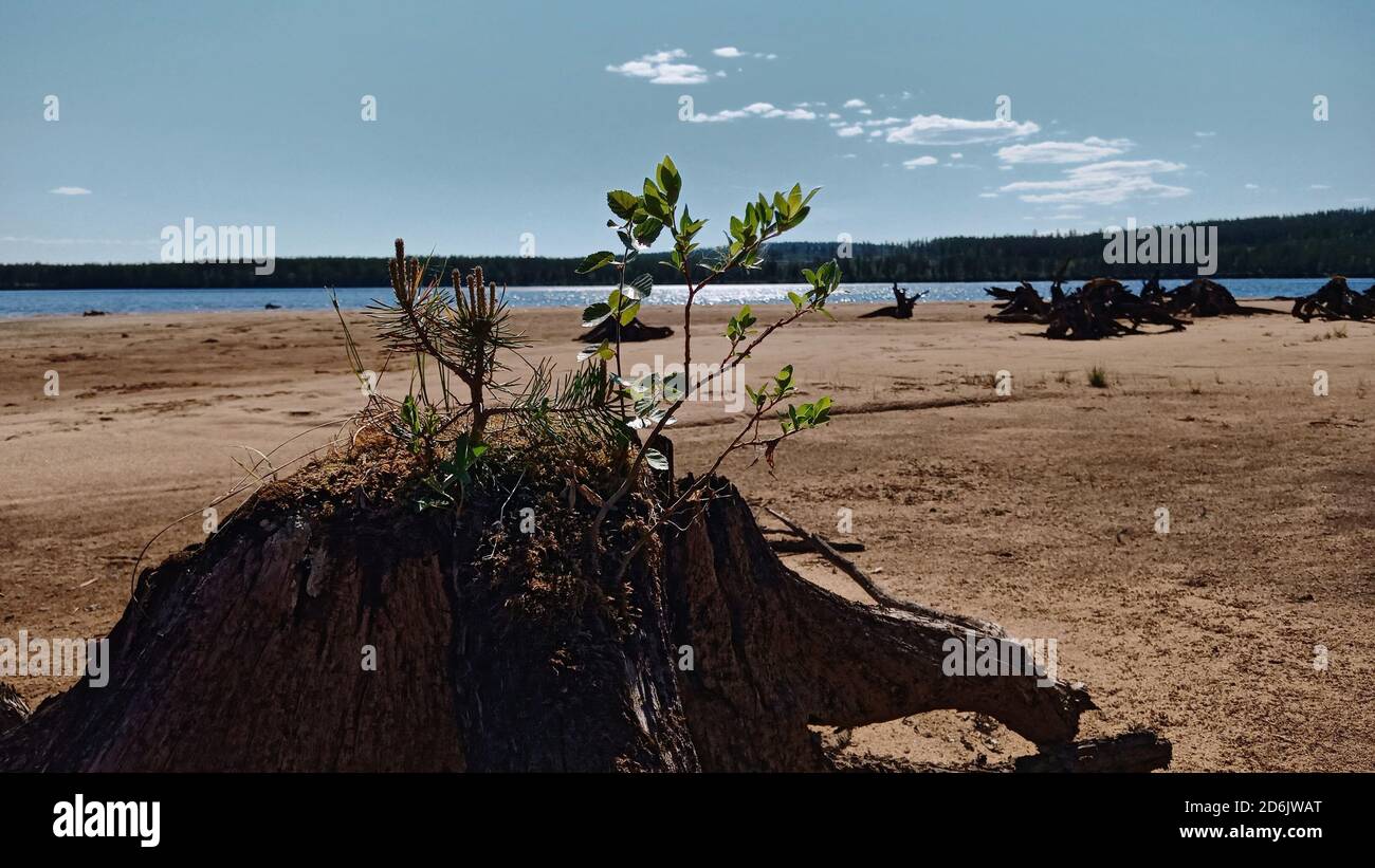 New growth from a dead tree hi-res stock photography and images - Alamy