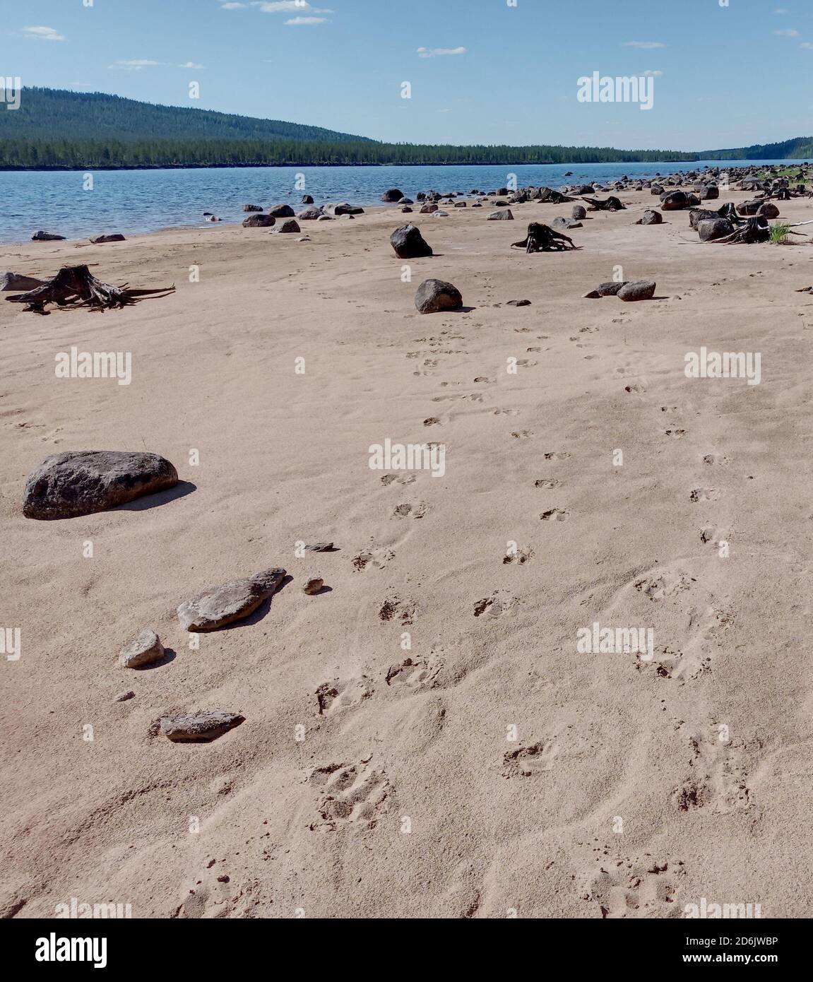 Moose tracks at the beach of Skellefte river in Sweden Stock Photo - Alamy