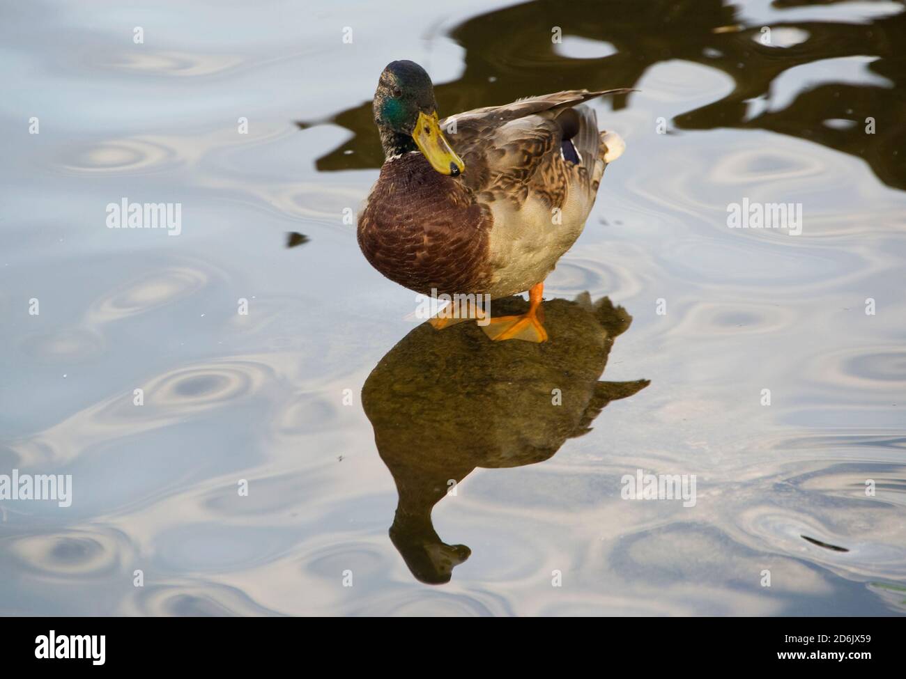 The wild duck decided to pose for the photographer Stock Photo - Alamy