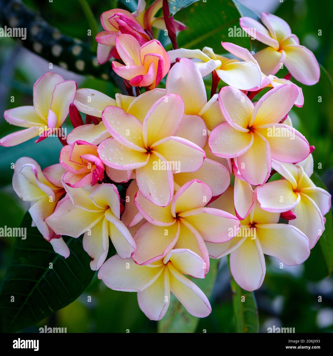 Frangipanis hi-res stock photography and images - Alamy