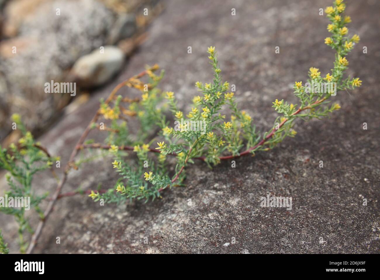 Myricaria germanica, a plant species of the tamarisk family Stock Photo ...