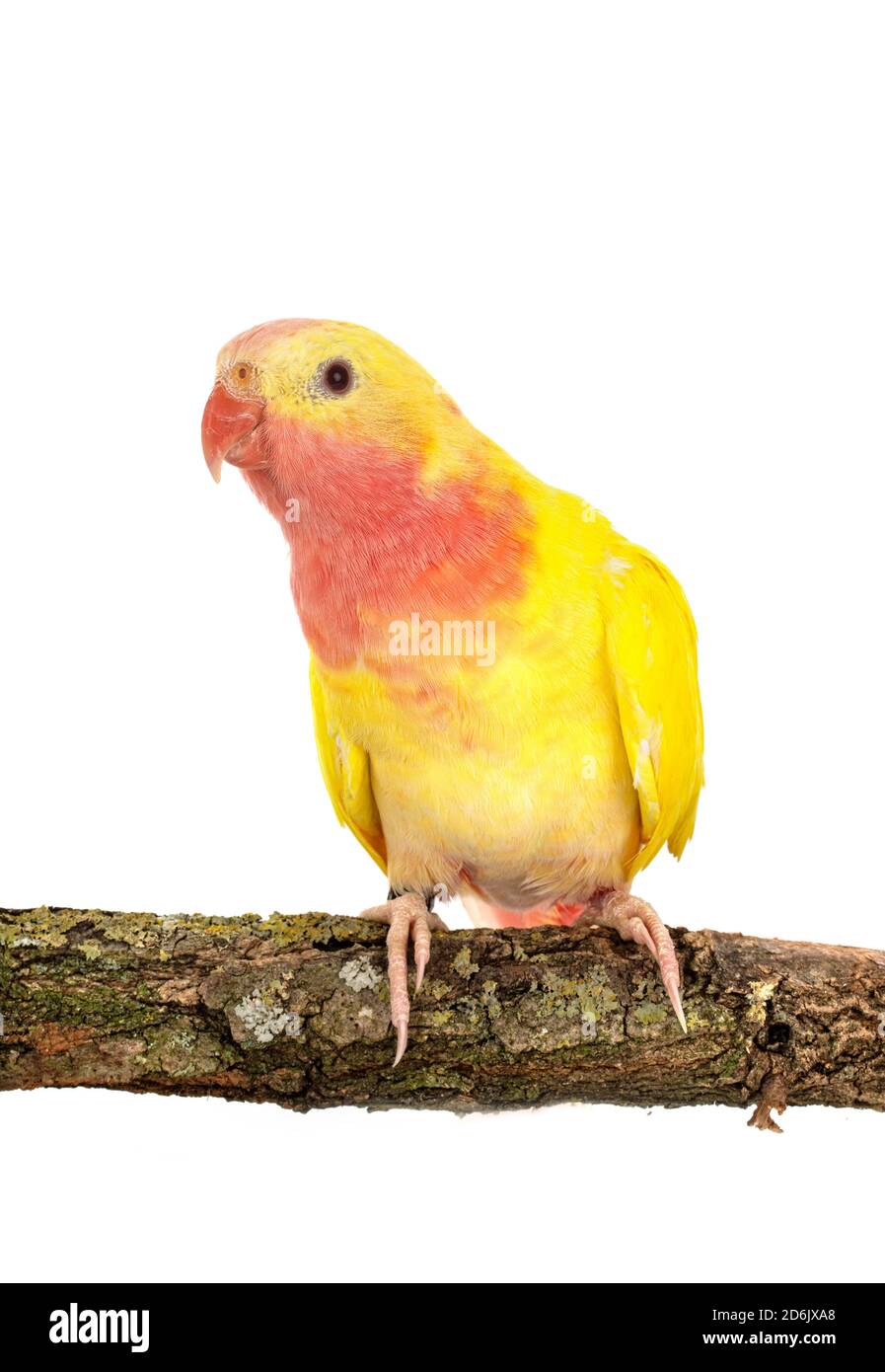 Yellow bellied parrot hi-res stock photography and images - Alamy