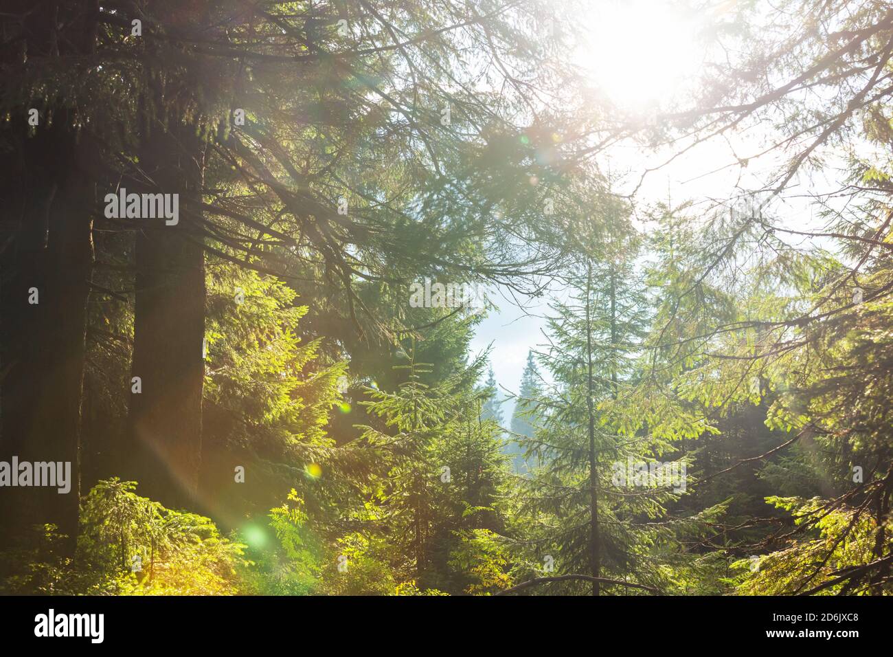 Sun beams in clear day in the green forest Stock Photo - Alamy