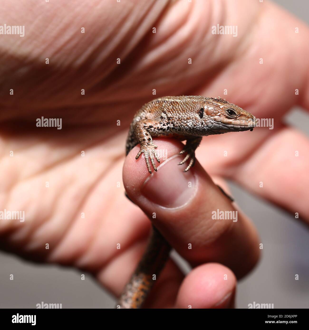Common lizard fingers hi-res stock photography and images - Alamy