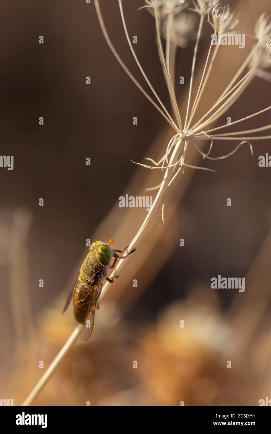 Dipterous. Fly species photographed in their natural environment Stock ...