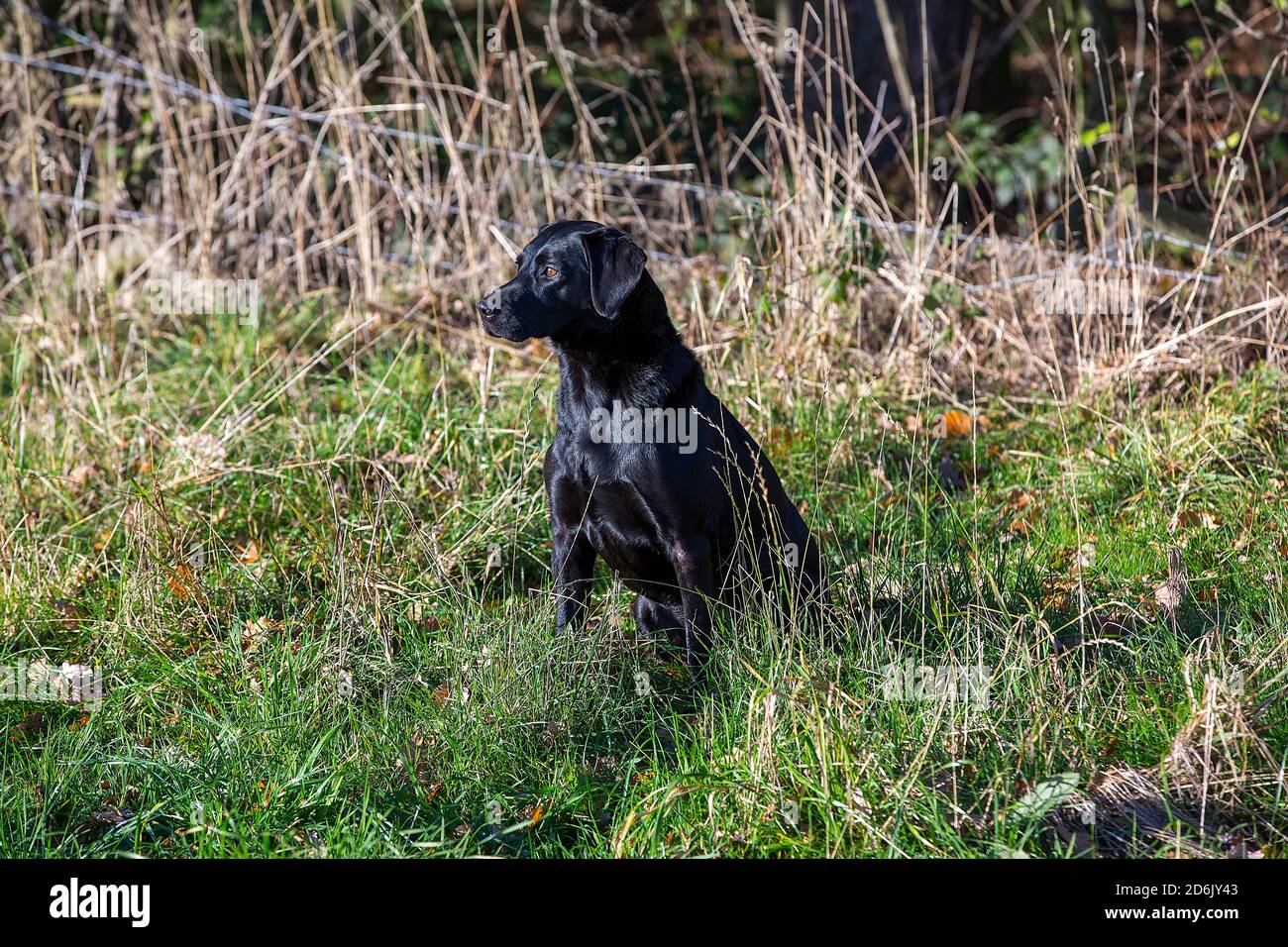 Black Labrador at Driven pheasant shoot in Lancashire, England Stock ...