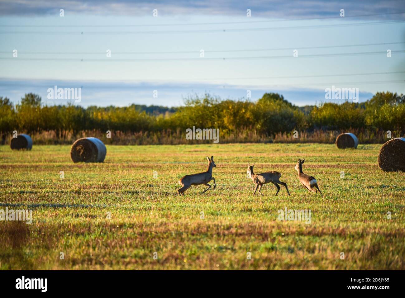 Roll away when threatened hi-res stock photography and images - Alamy