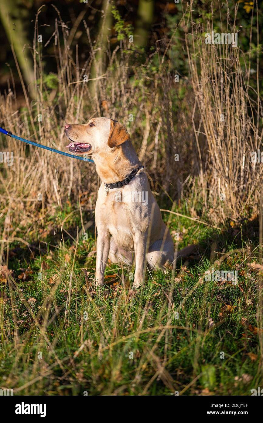 Labrador on driven pheasant shoot in Lancashire, England Stock Photo ...