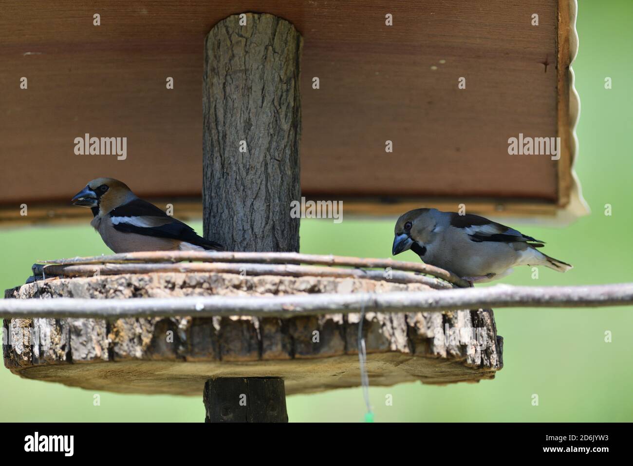 Two Hawfinchs eating sunflowers and seeds on the fodder rack Stock ...