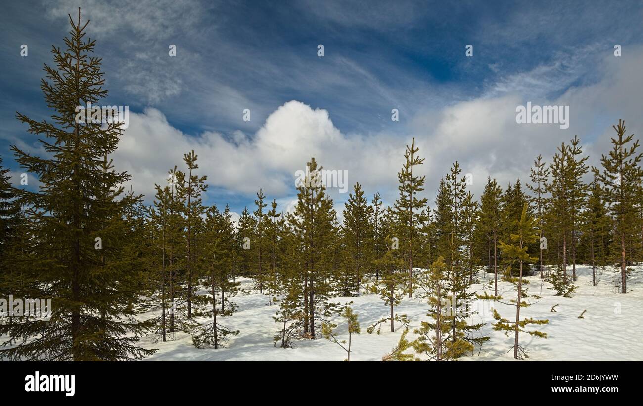 Young forest plantation hi-res stock photography and images - Alamy