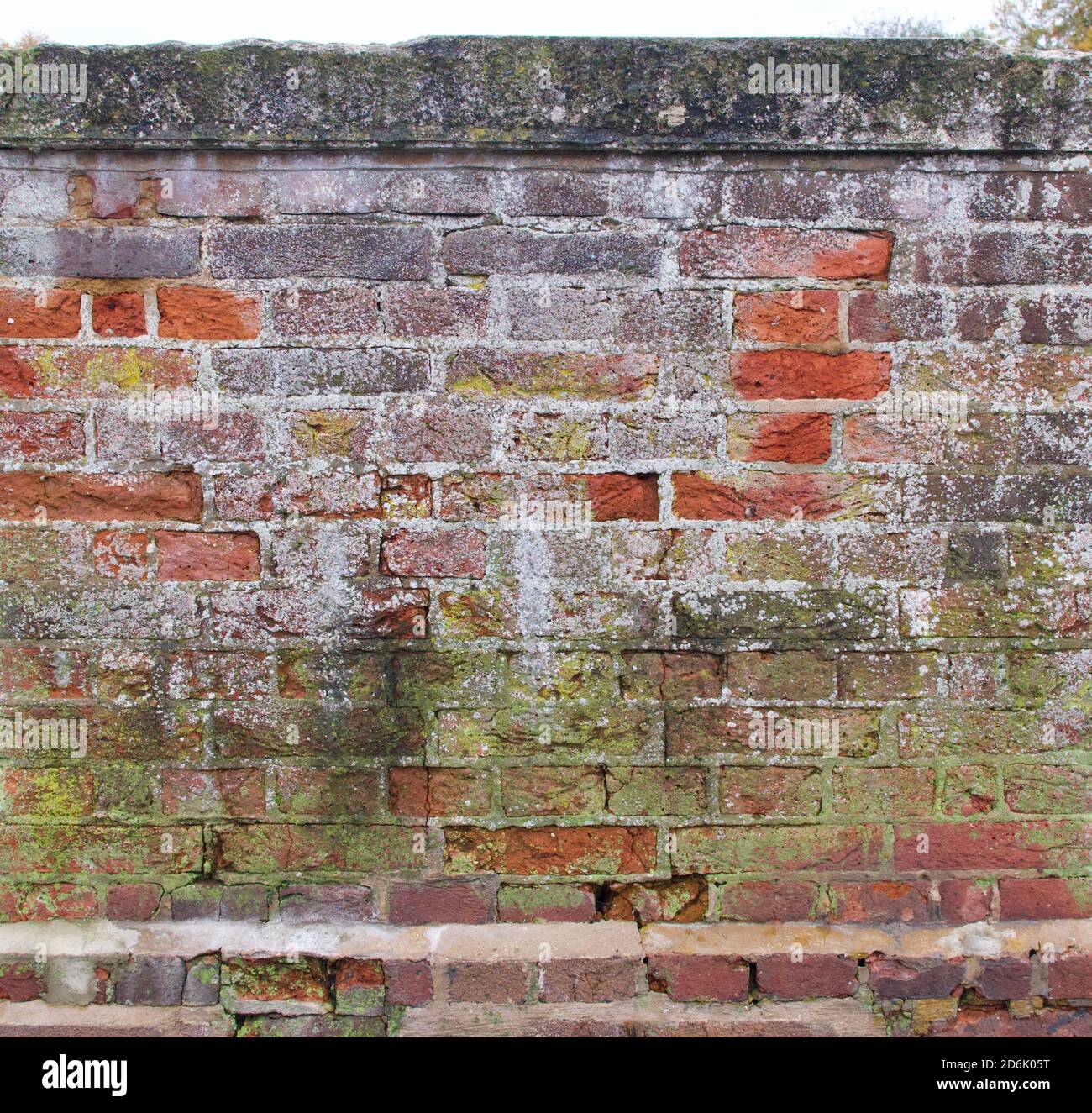 Weathered old terracotta brick wall showing green lichen growth and ...