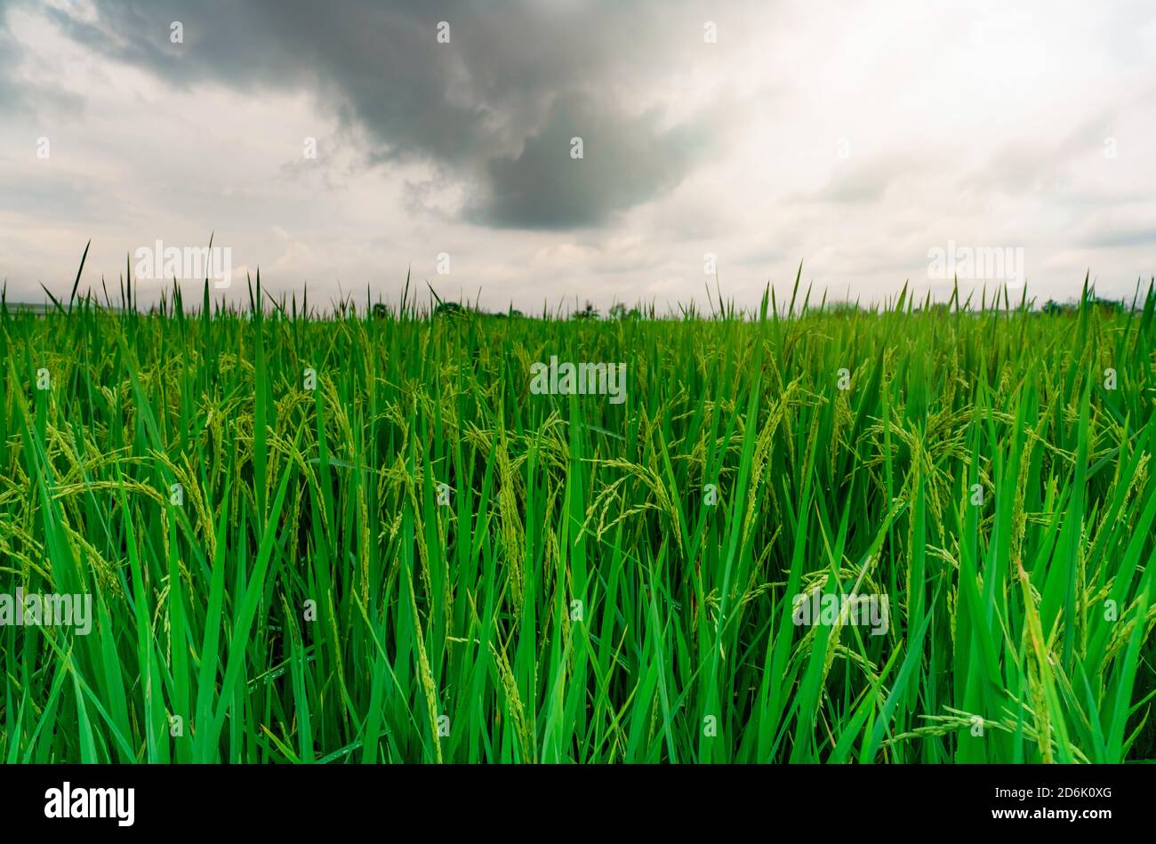 Green rice paddy field. Rice plantation. Organic jasmine rice farm in ...