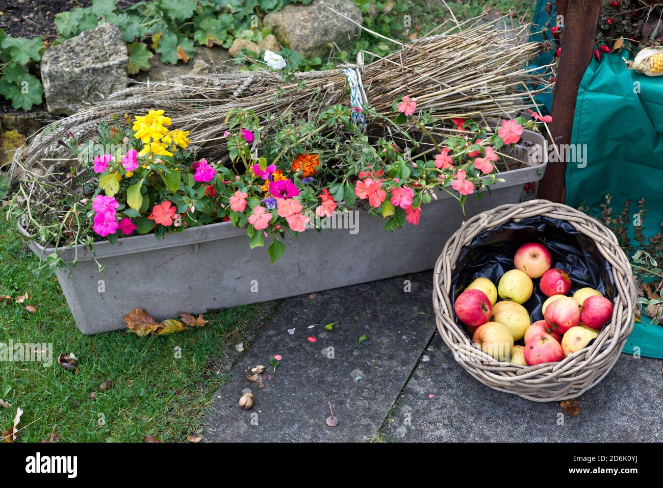 apples and wheat display for the harvest supper Stock Photo - Alamy