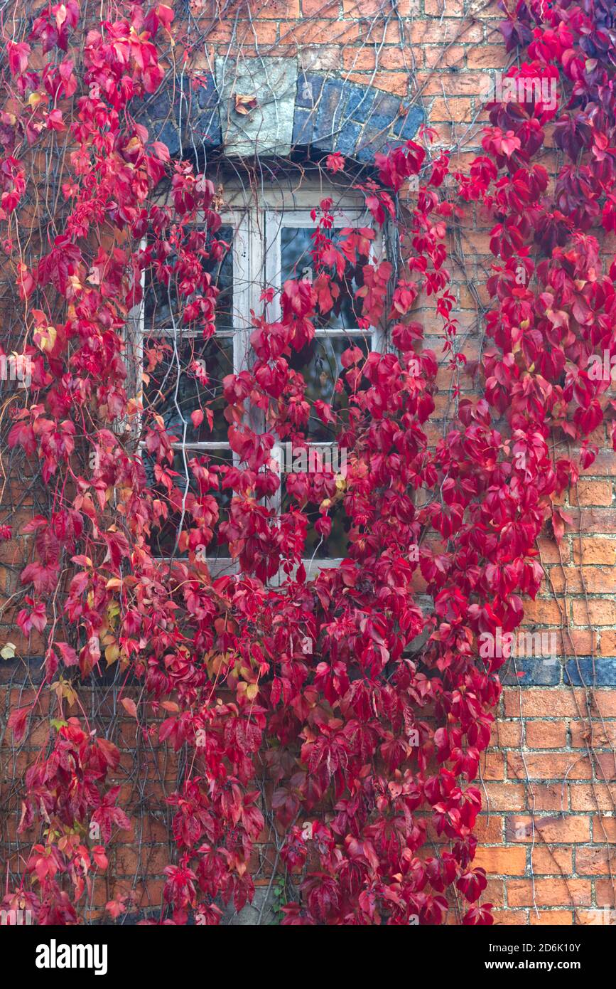 window with autumn leaves Stock Photo - Alamy